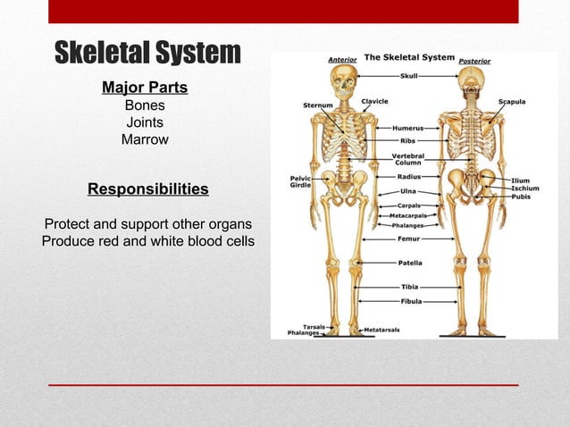 Human Body Systems: Organ systemsss.pptx