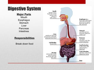 Human Body Systems: Organ systemsss.pptx