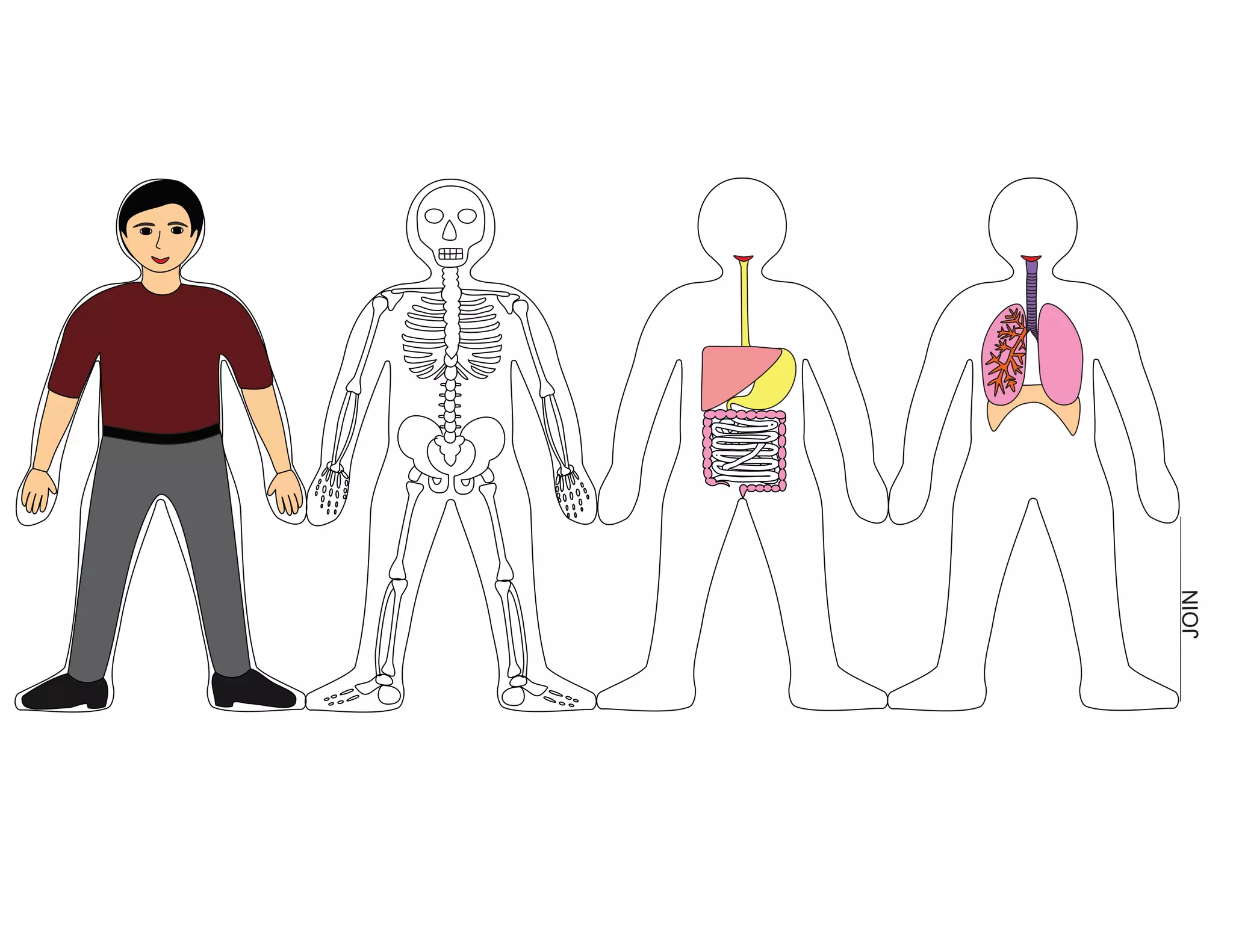 Human body systems color | PPT