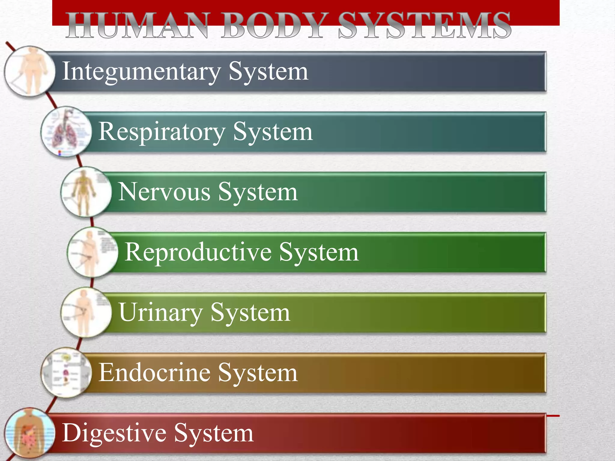 Human body systems 1 | PPT