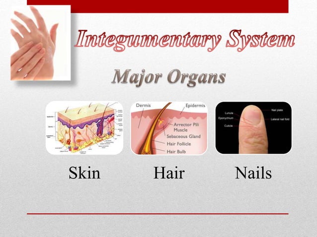 Human body systems 1 | PPT