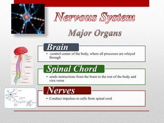 Human body systems 1 | PPT
