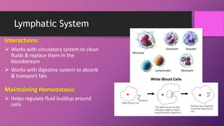 Human body systems (booklet review) | PPTX