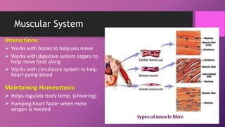 Human body systems (booklet review) | PPTX