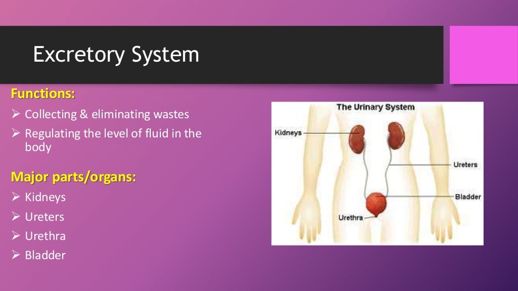 Human Body Systems booklet Review human-body-systems-booklet-review