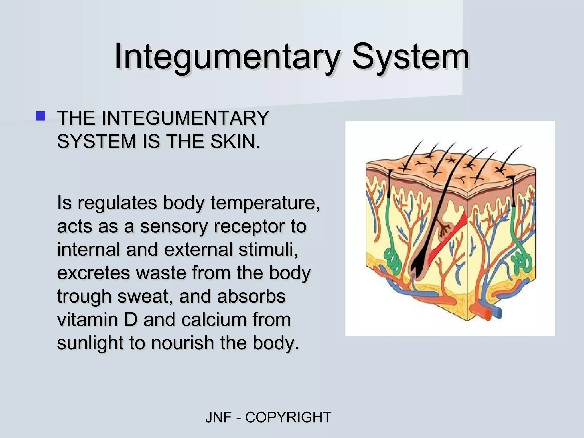 Human body systems & functions | PPT