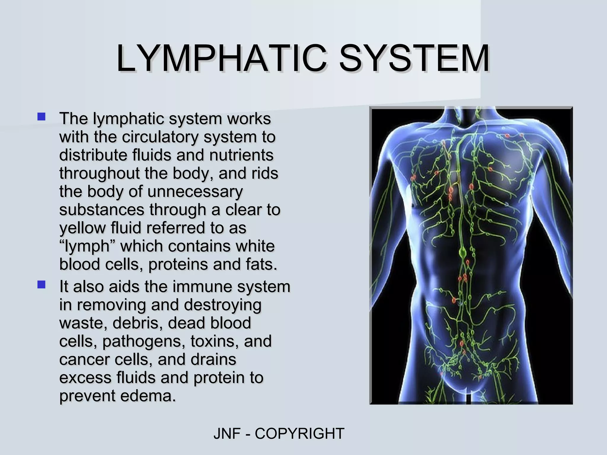 Human body systems & functions | PPT