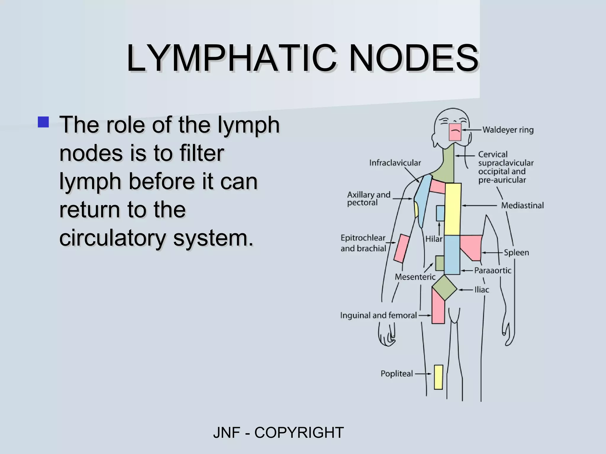 Human body systems & functions | PPT