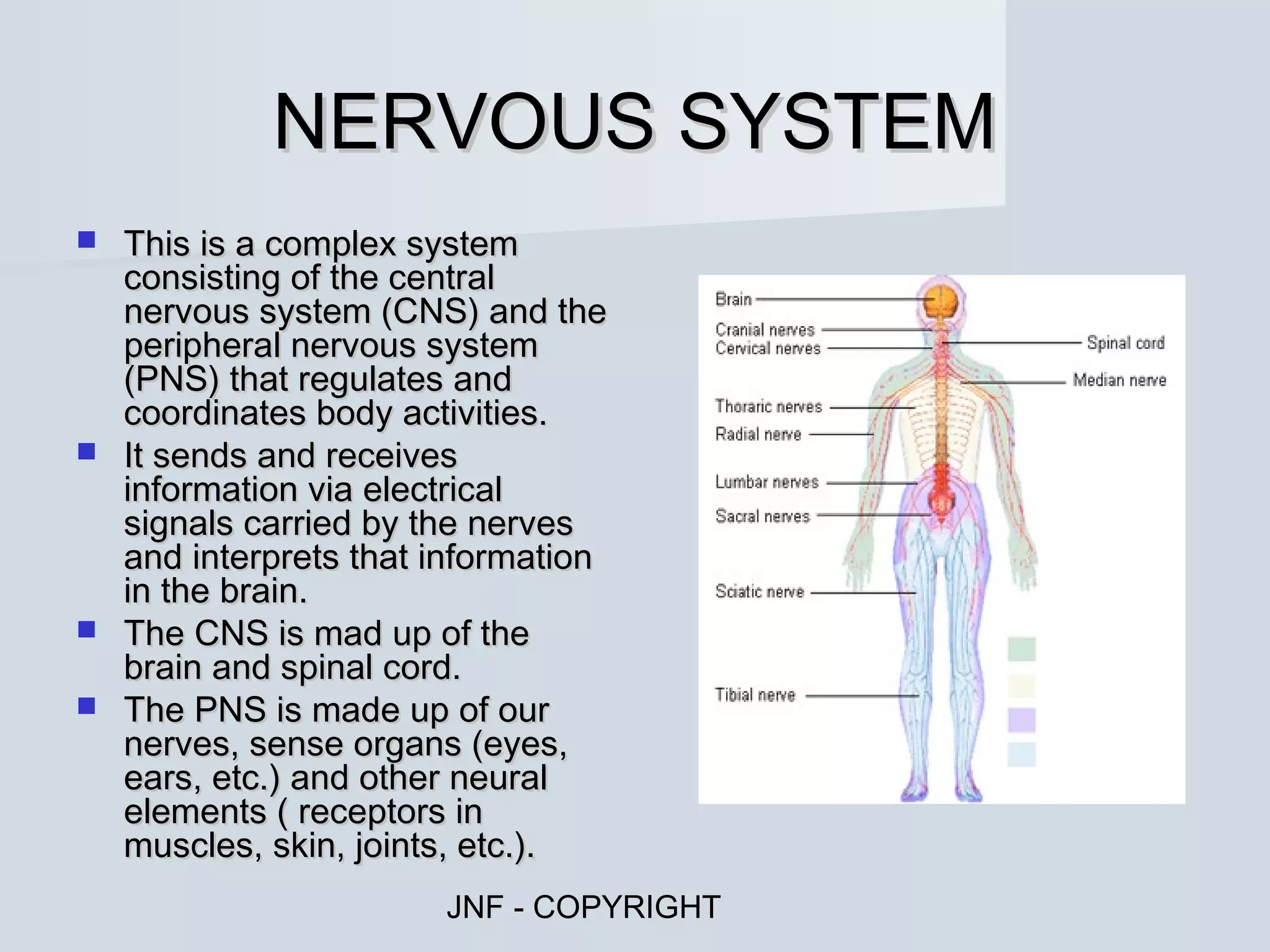 Human body systems & functions | PPT