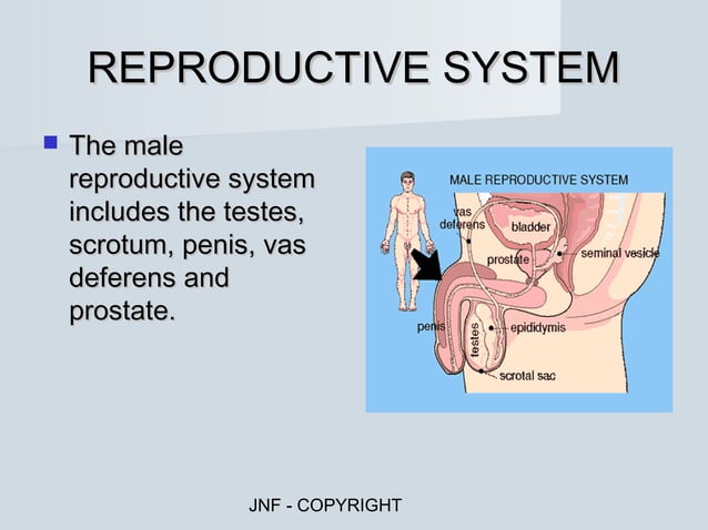 Human body systems & functions | PPT