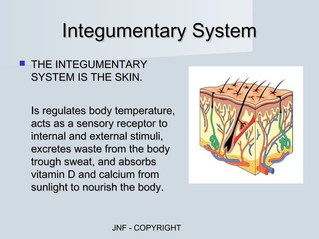 Human body systems & functions | PPT