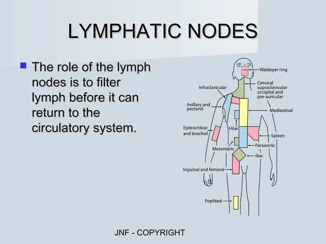 Human body systems & functions | PPT