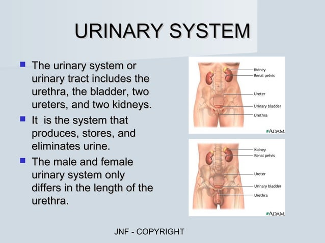 Human body systems & functions | PPT