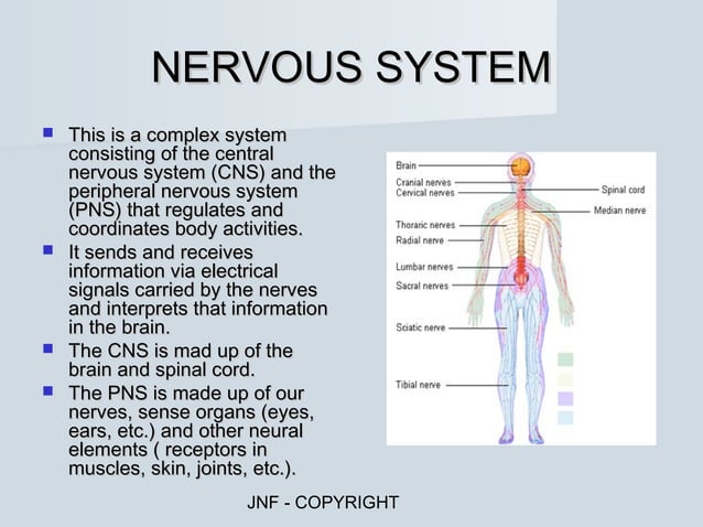 Human body systems & functions | PPT