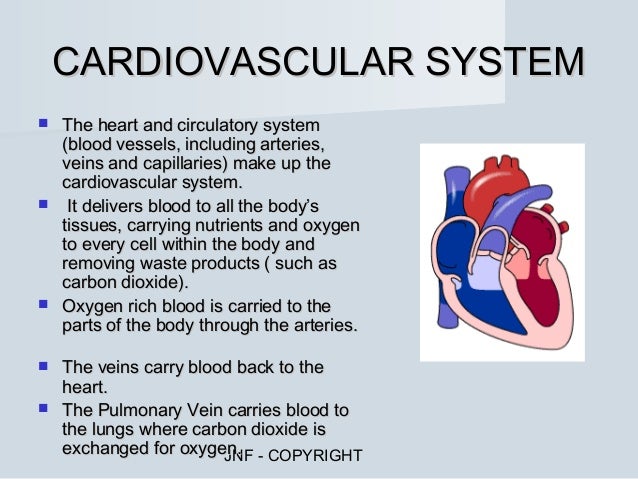 Human body systems & functions