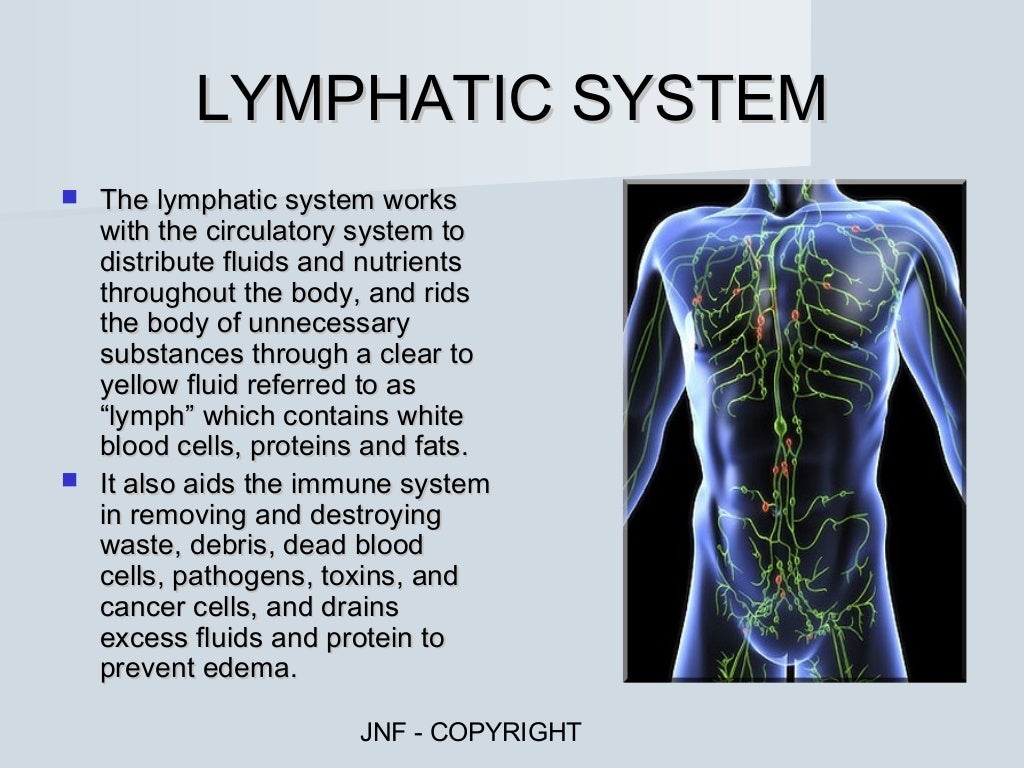 Human body systems & functions