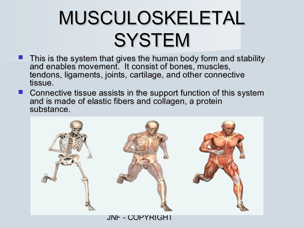 Human Body Systems And Functions