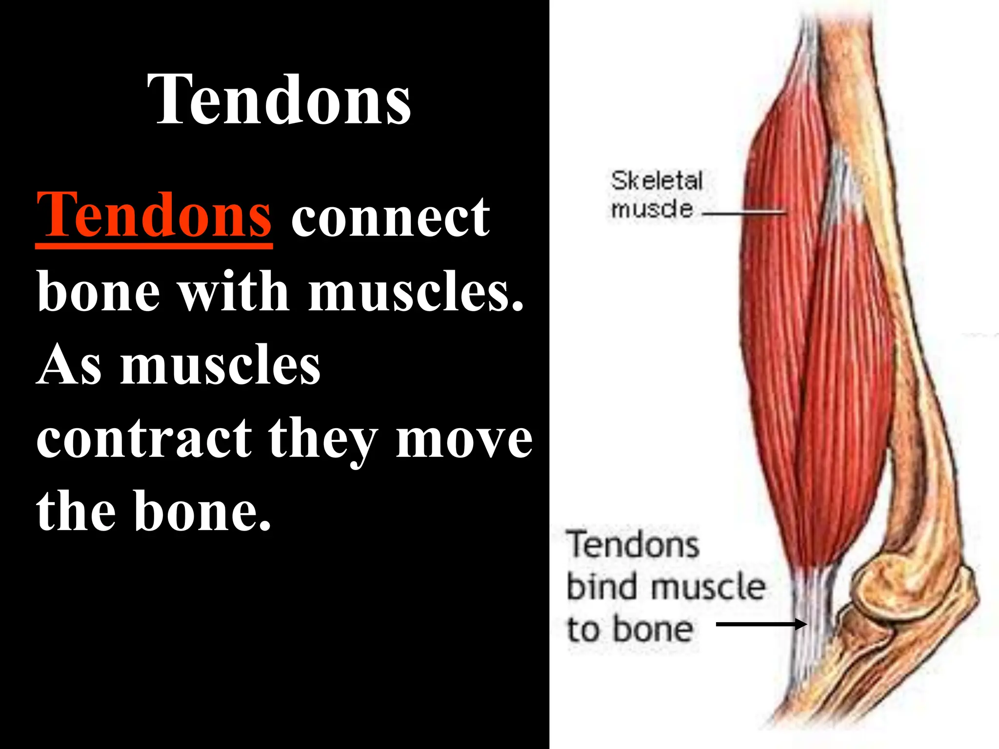 HumanBodySystemsPart2NotesPowerPoint-1.ppt