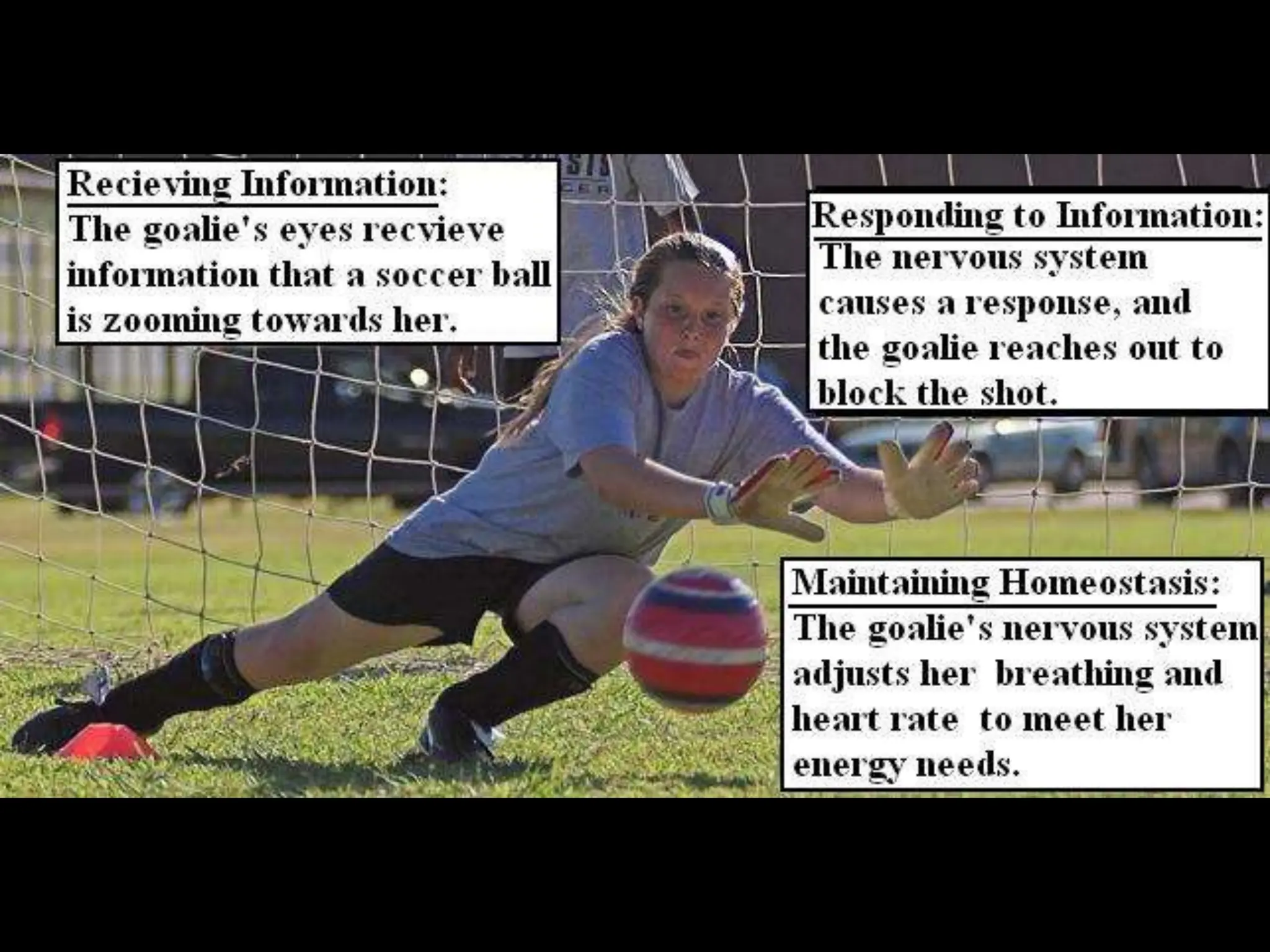 HumanBodySystemsPart2NotesPowerPoint-1.ppt