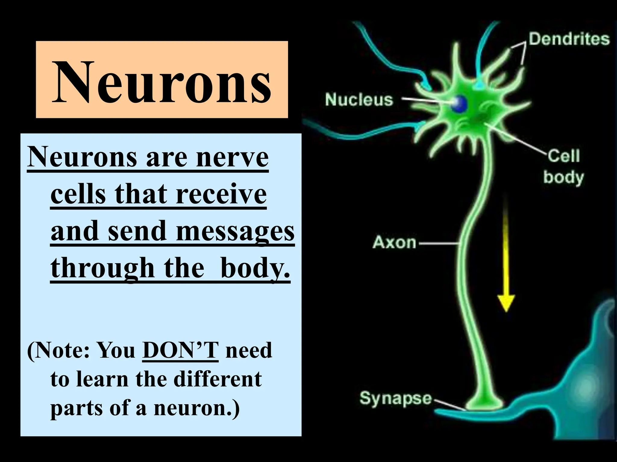 HumanBodySystemsPart2NotesPowerPoint-1.ppt