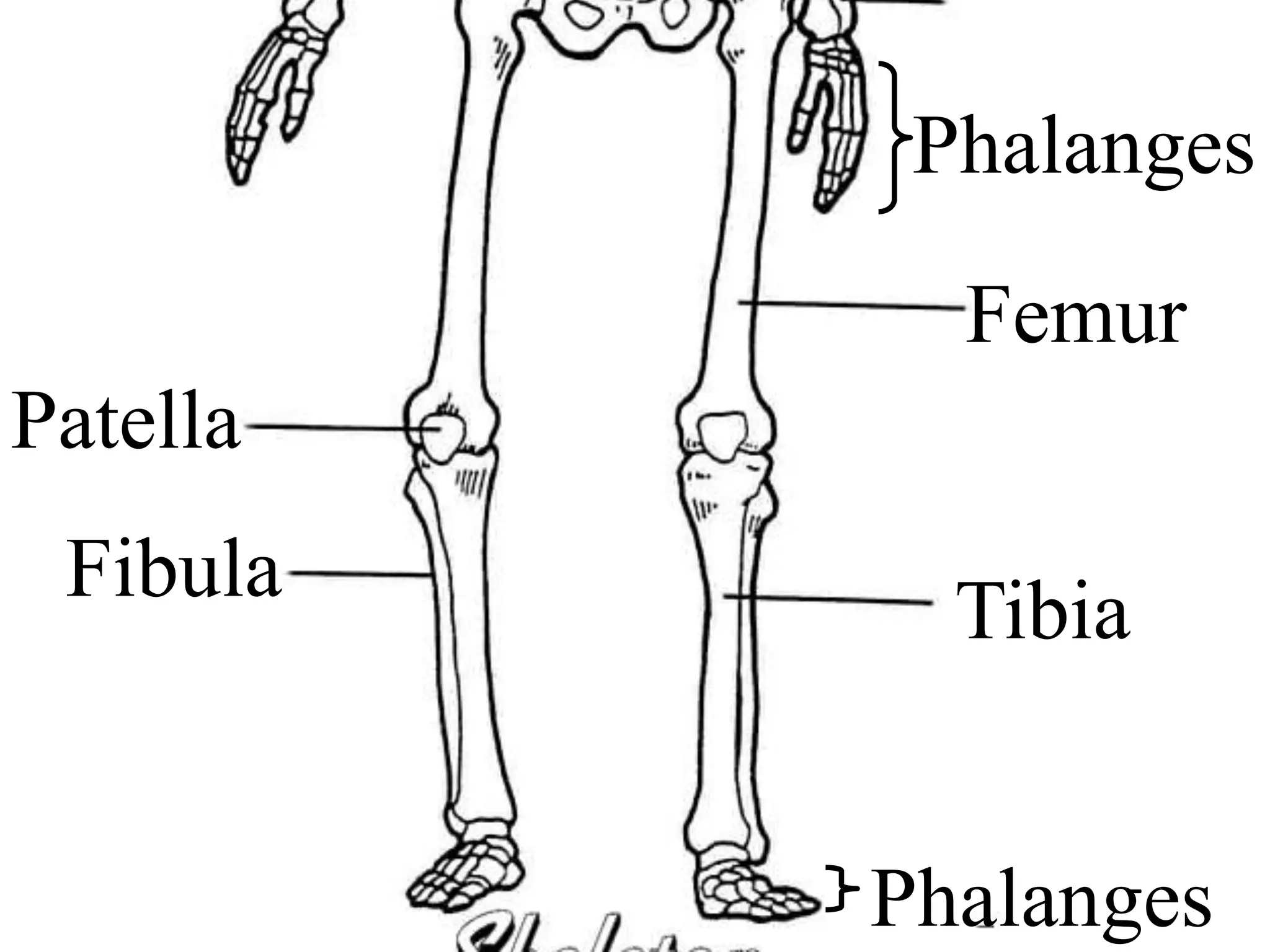 HumanBodySystemsPart2NotesPowerPoint-1.ppt