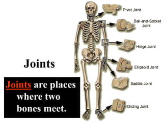 HumanBodySystemsPart2NotesPowerPoint-1.ppt