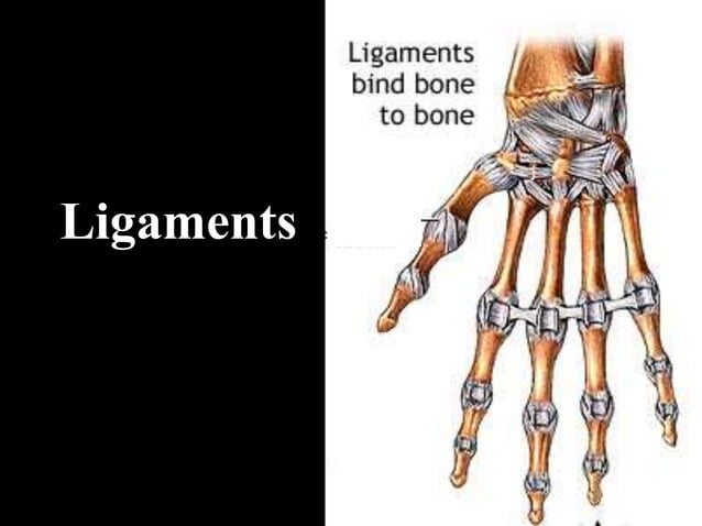 HumanBodySystemsPart2NotesPowerPoint-1.ppt