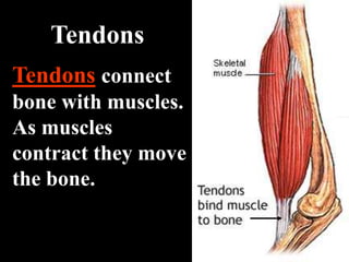 HumanBodySystemsPart2NotesPowerPoint-1.ppt