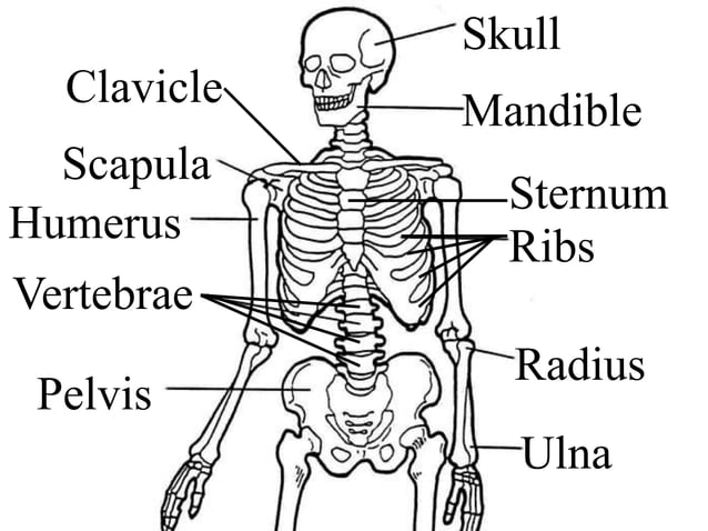 HumanBodySystemsPart2NotesPowerPoint-1.ppt