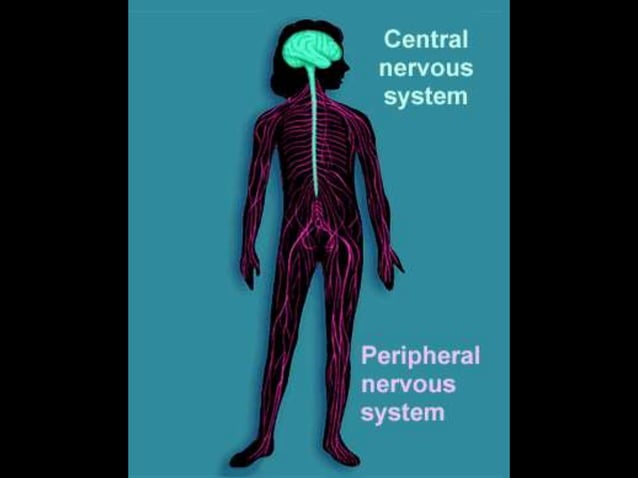 HumanBodySystemsPart2NotesPowerPoint-1.ppt