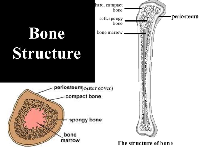 HumanBodySystemsPart2NotesPowerPoint-1.ppt