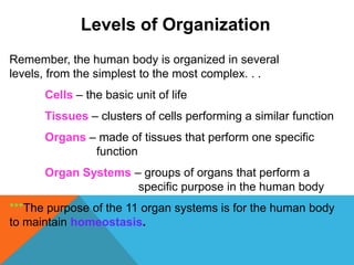 Human bodysystems powerpoint 2013 | PPTX