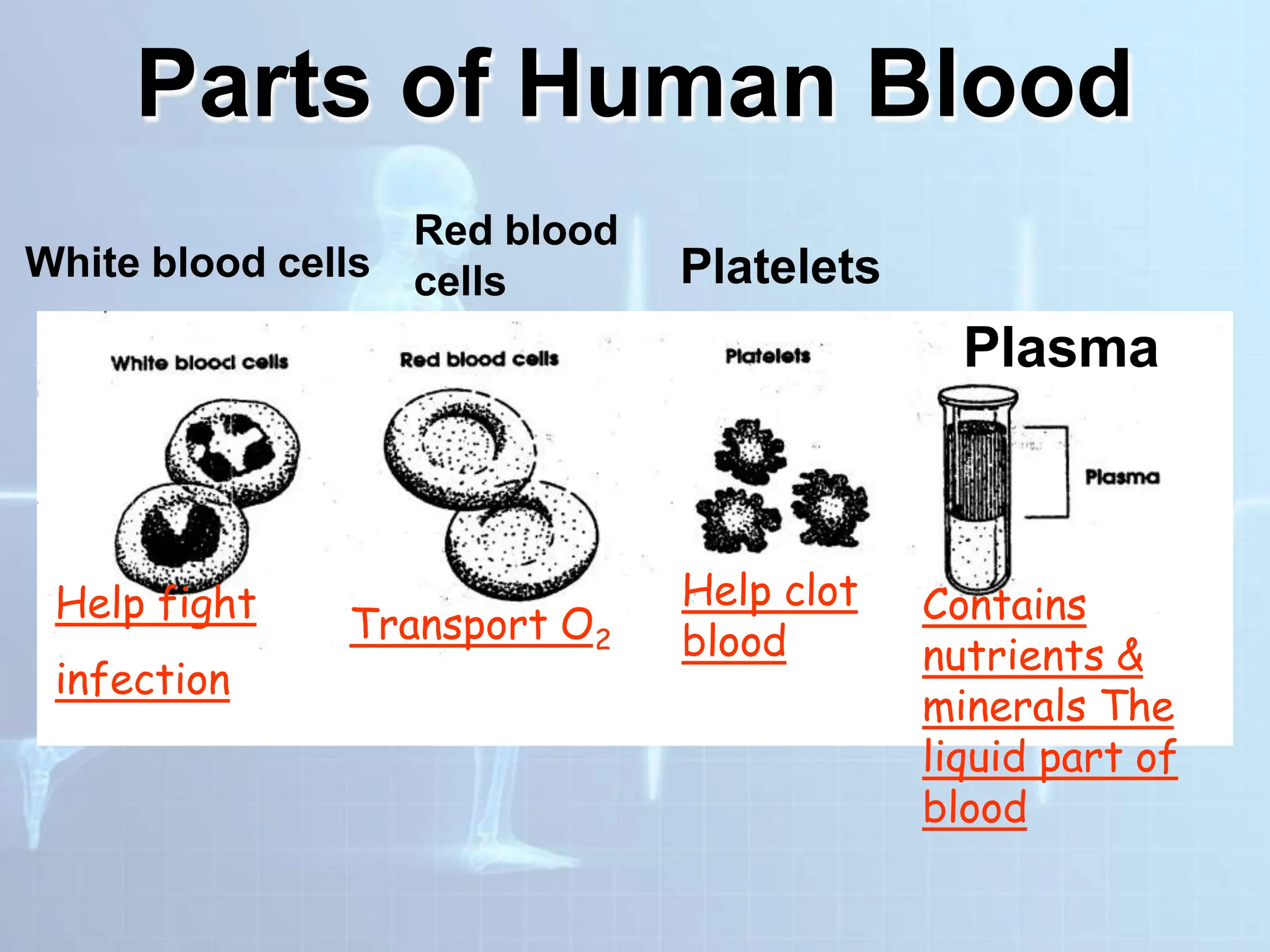 Human Body Systems types blood vessel mucles and glands | PPT