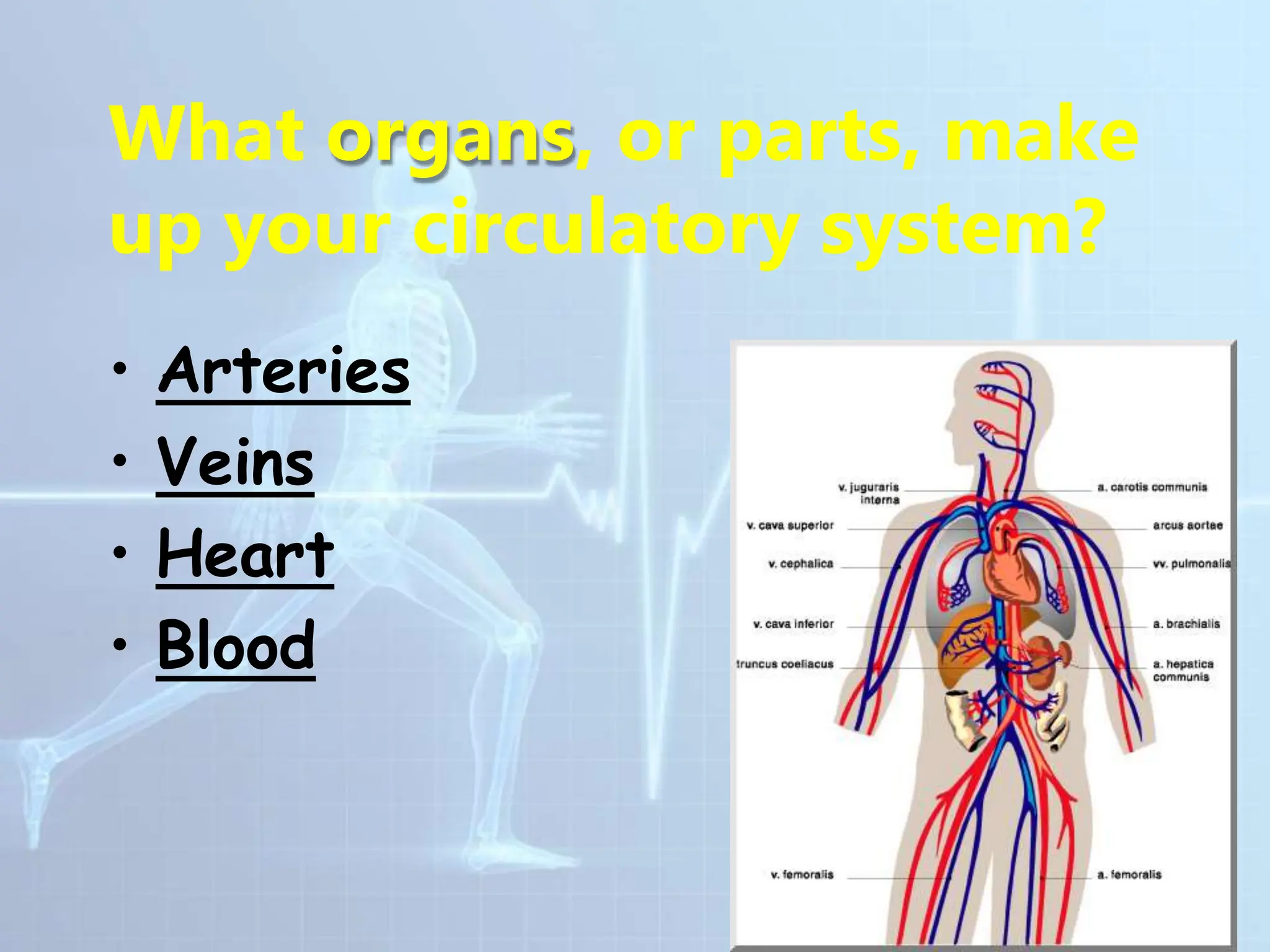 Human Body Systems types blood vessel mucles and glands | PPT