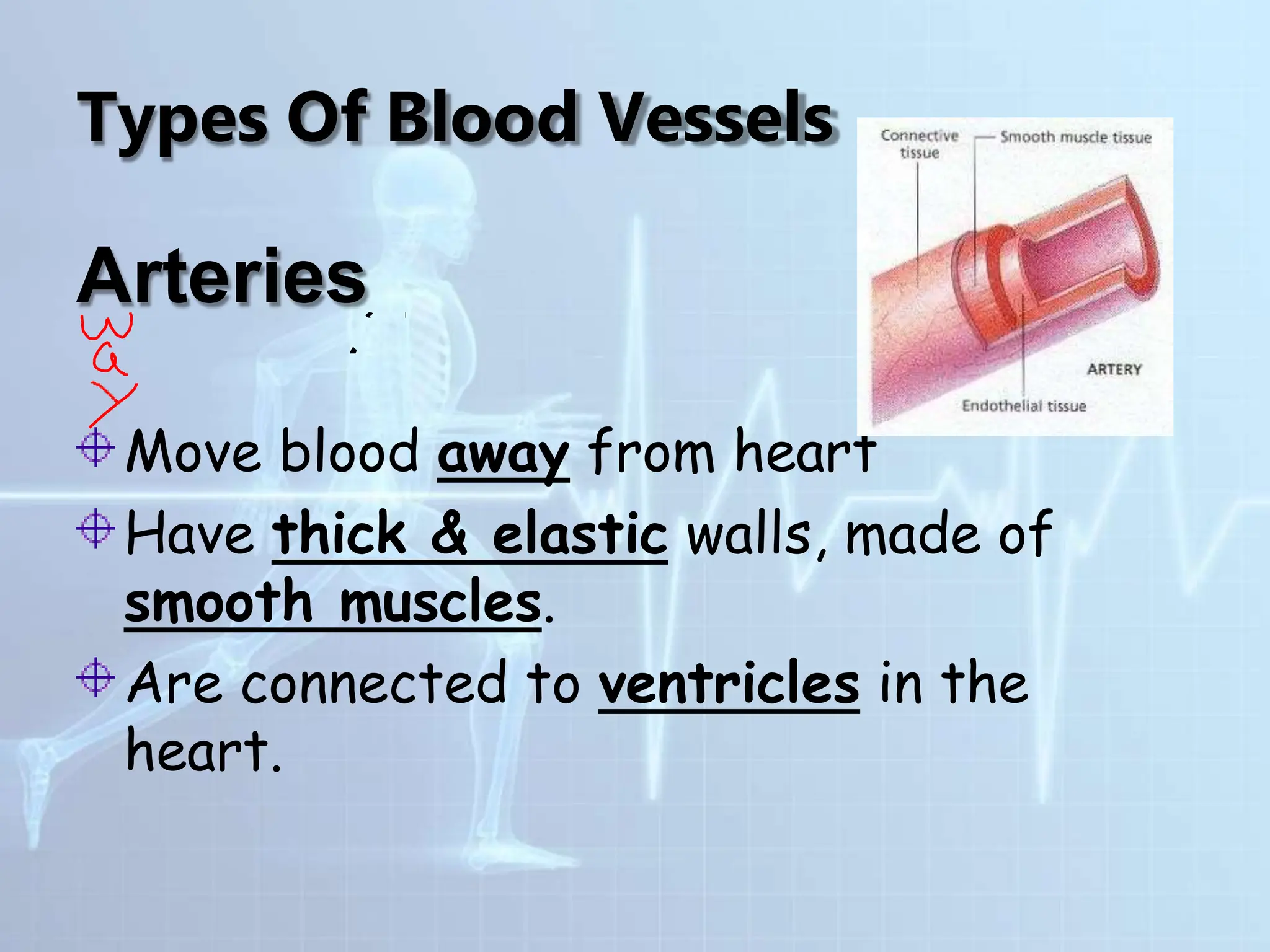 Human Body Systems types blood vessel mucles and glands | PPT