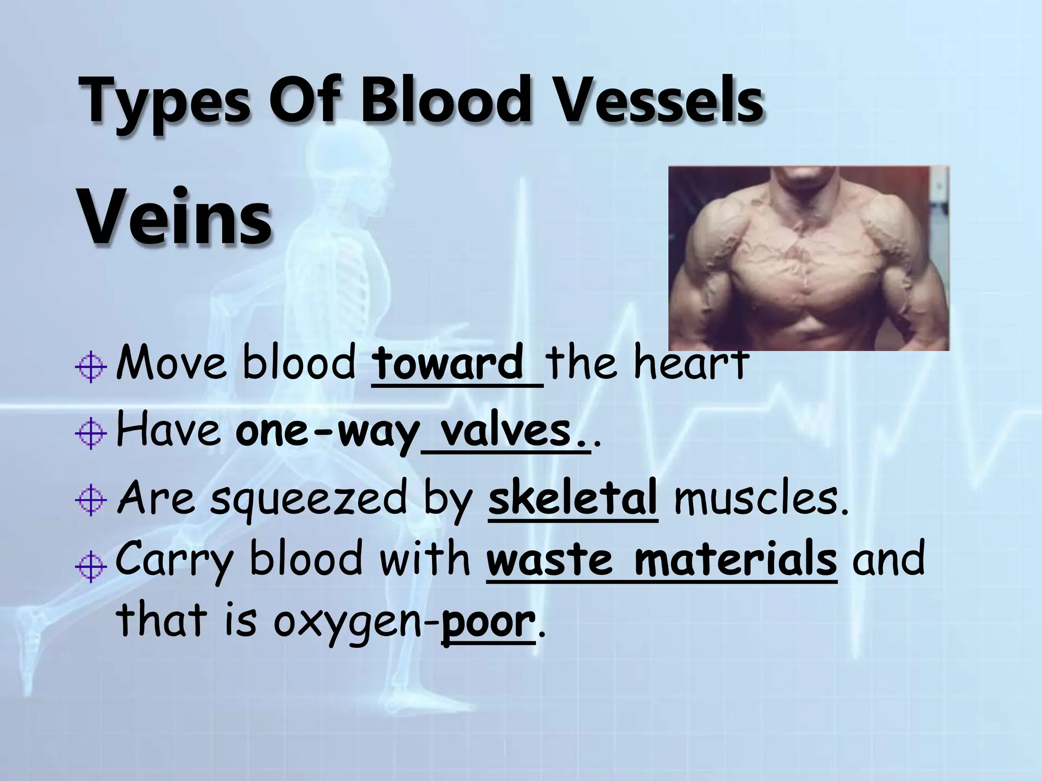 Human Body Systems types blood vessel mucles and glands | PPT