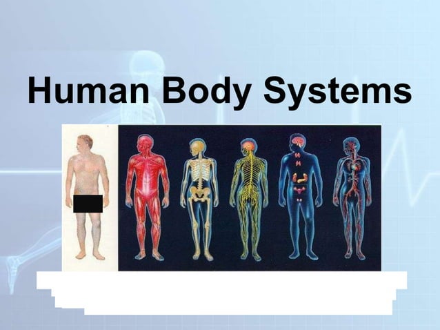 Human Body Systems types blood vessel mucles and glands | PPT