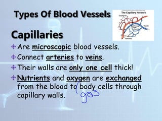Human Body Systems types blood vessel mucles and glands | PPTX