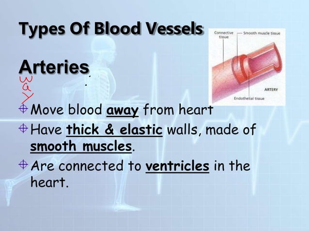 Human Body Systems types blood vessel mucles and glands | PPT