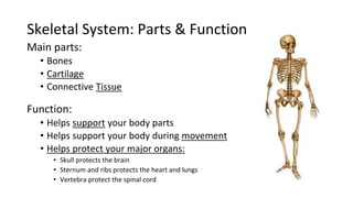 Human body systems | PPT