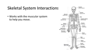Human body systems | PPT