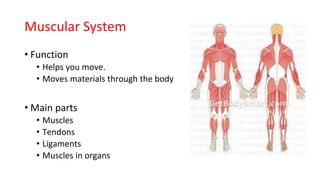 Human body systems | PPT