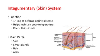 Human body systems | PPT