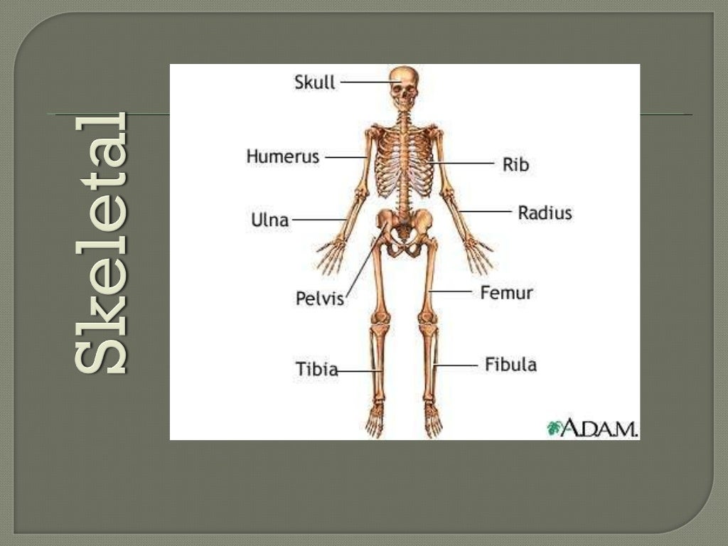Human Body Systems Review human-body-systems-review