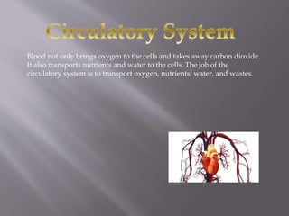 The Human Body System | PPT