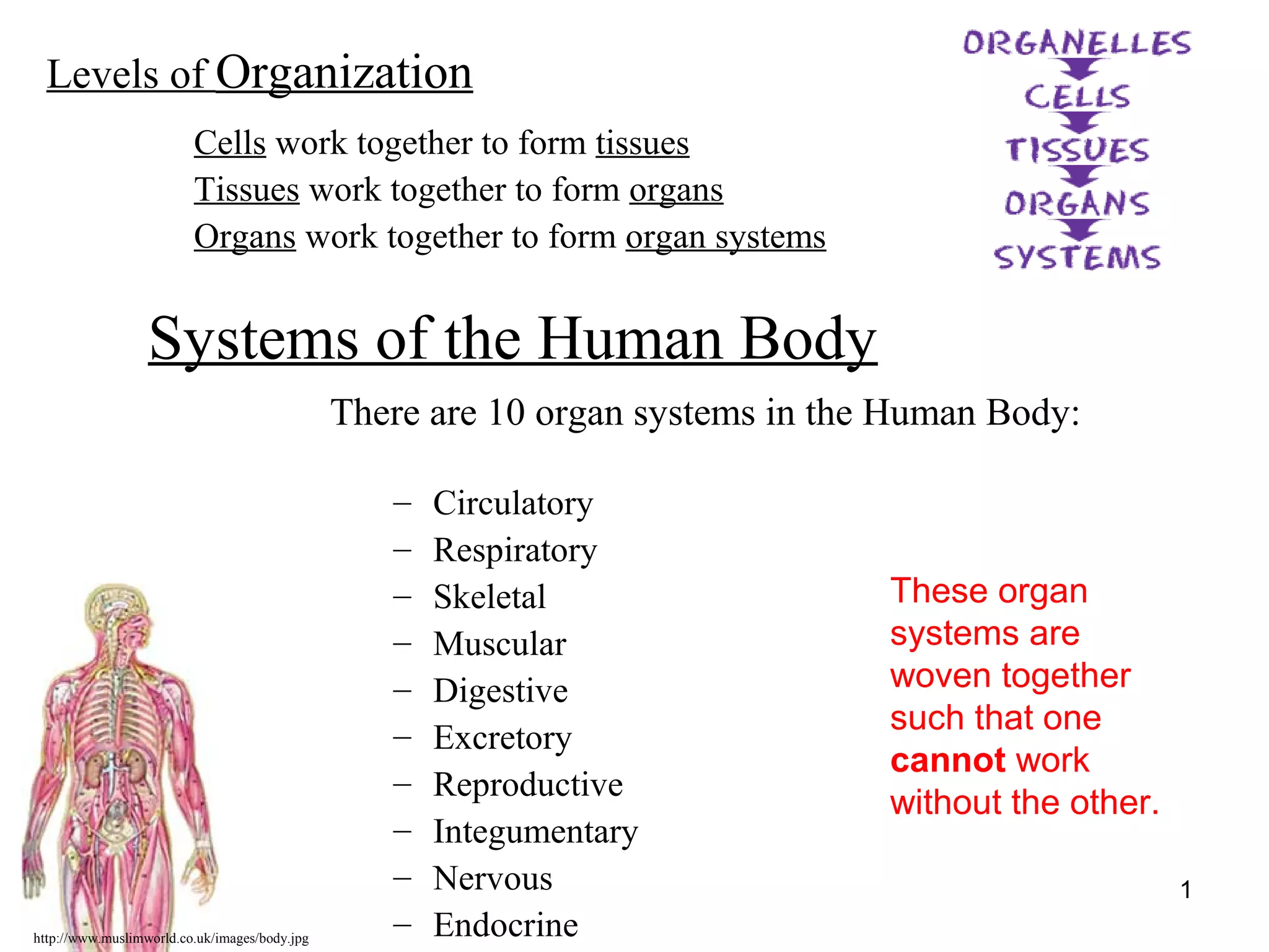 Human Body Systems PPT | PPT