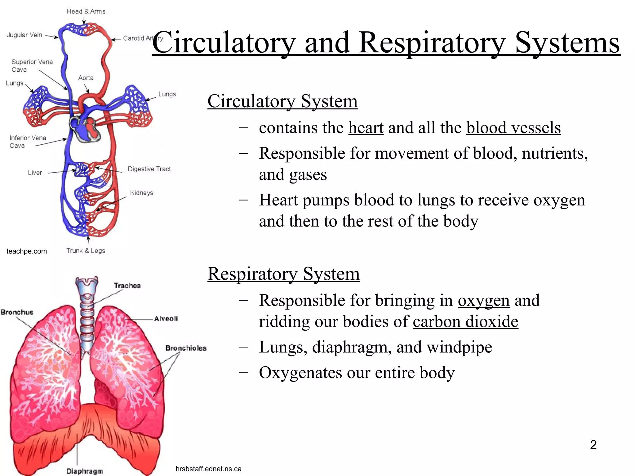 Human Body Systems PPT | PPT