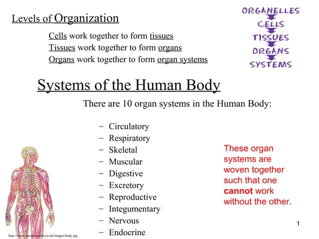 Human Body Systems PPT | PPT