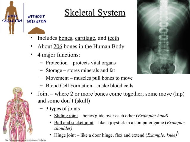 Human Body Systems PPT | PPT