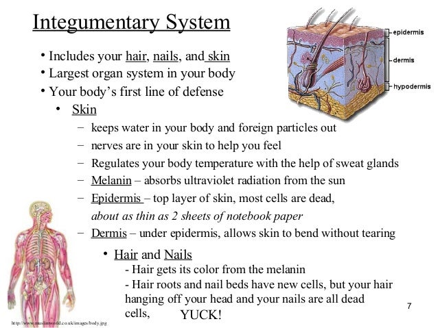 Human Body Systems PPT